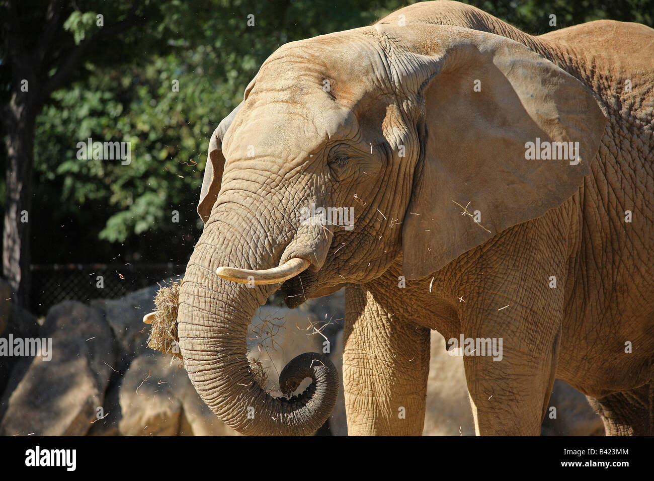 Elephant eating hay Stock Photo - Alamy