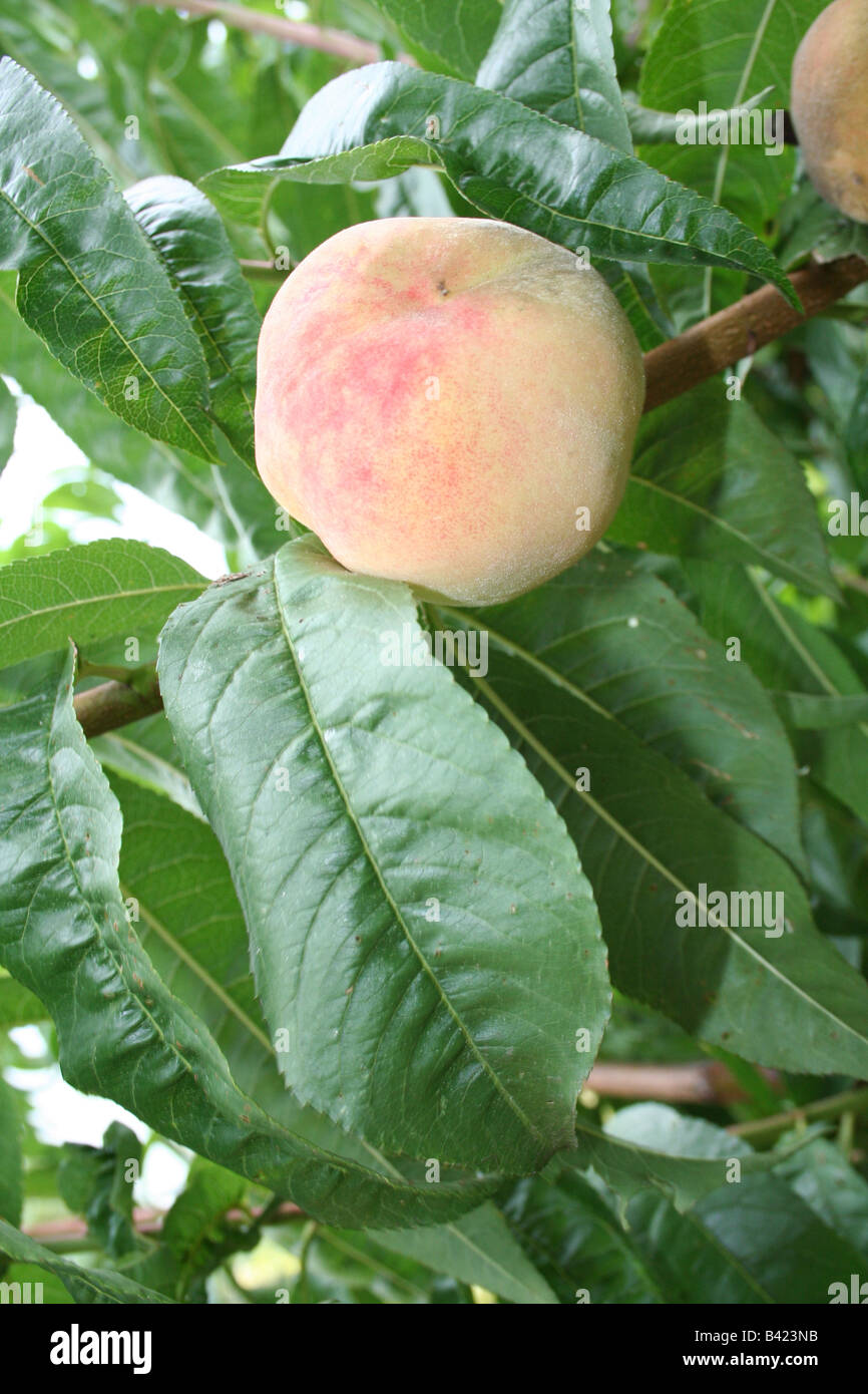 Peach fruit on the tree Stock Photo - Alamy