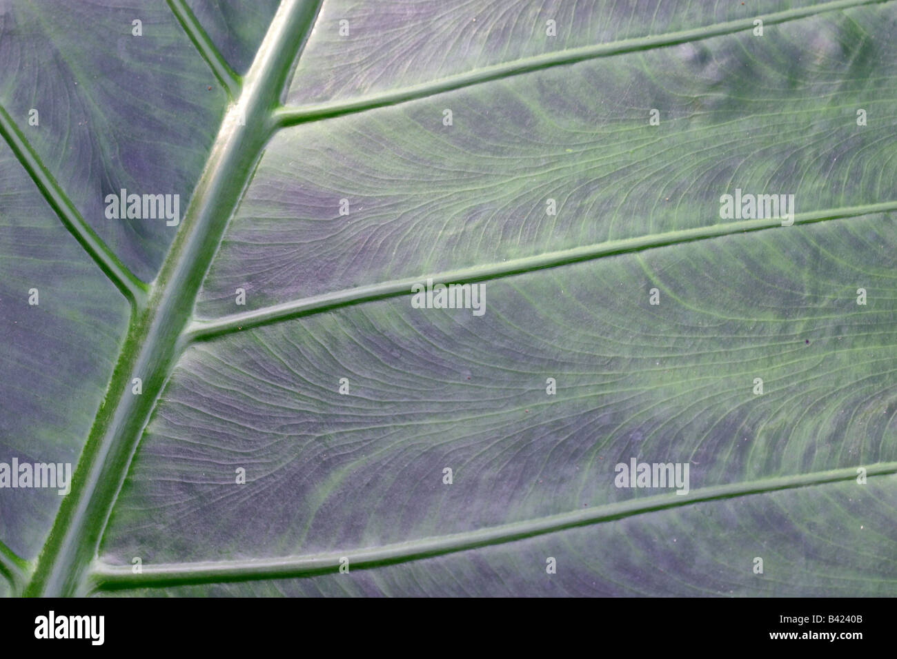 Macro / close up details on Yam Leaf (Vegetable Dioscorea family Stock ...