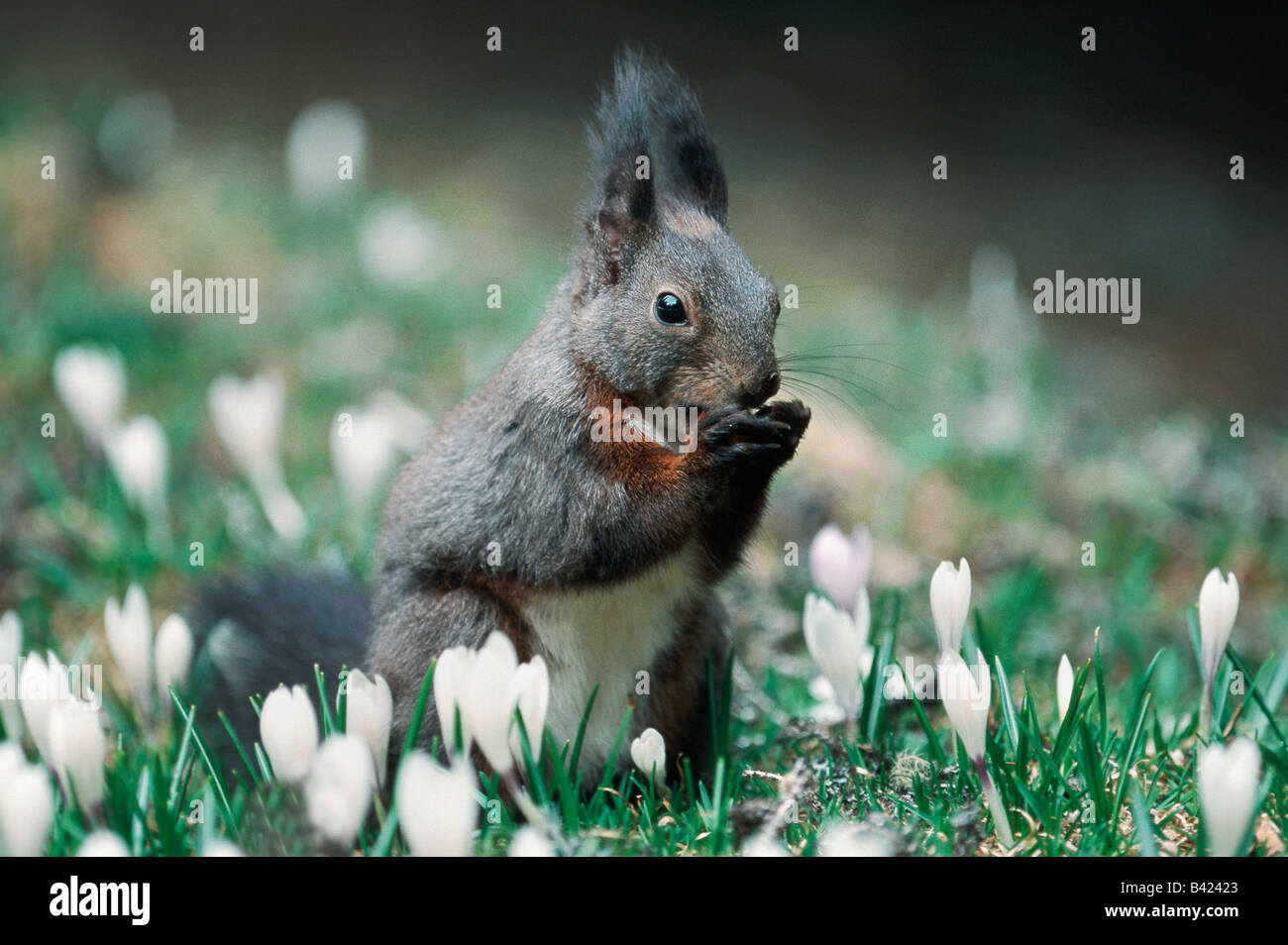 Black red squirrel hi-res stock photography and images - Alamy