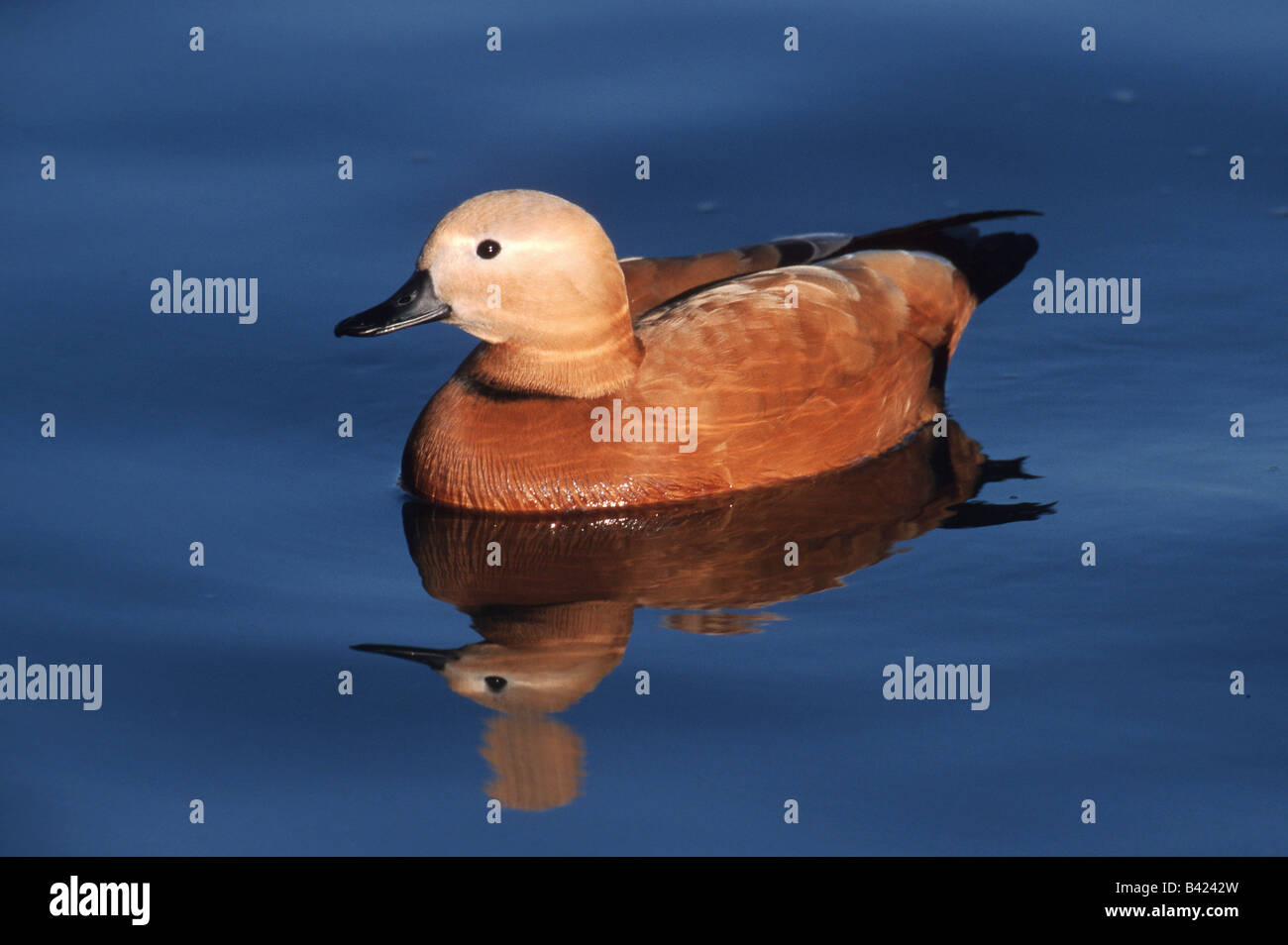 Shelduck swimming Cut Out Stock Images & Pictures - Alamy