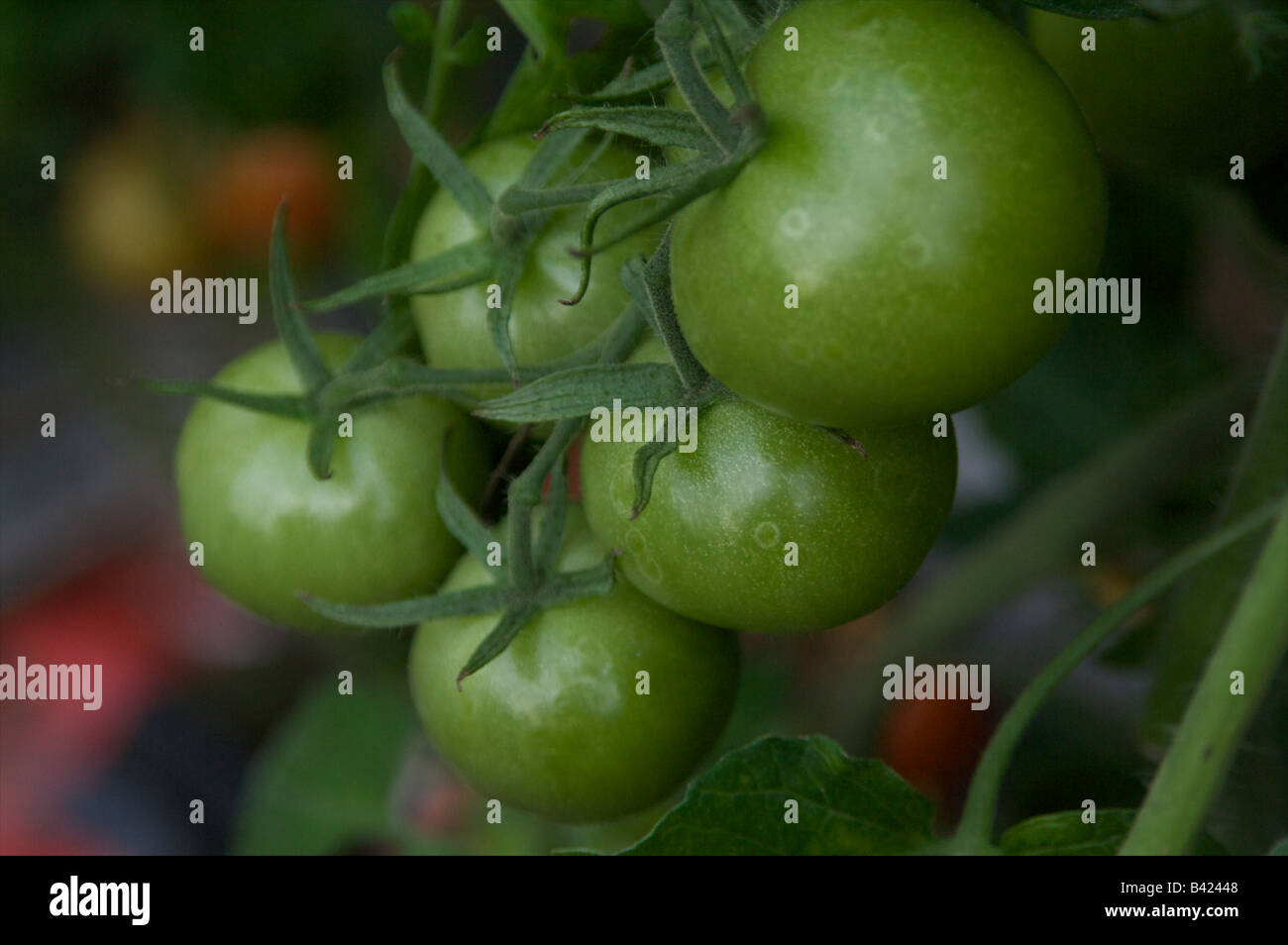 plant vegetable fruit green tomato food stem leaves leaf greenhouse ...