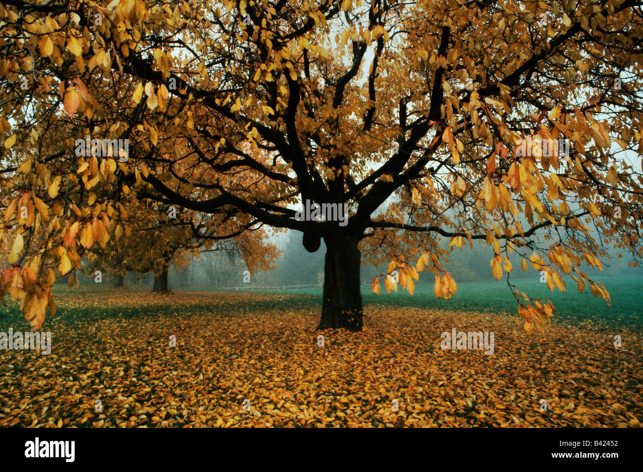 Cherry tree Prunus sp in orchard with fall colors Switzerland Europe ...