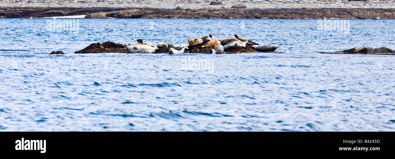 Harbor seals hauled out on rocks hi-res stock photography and images ...