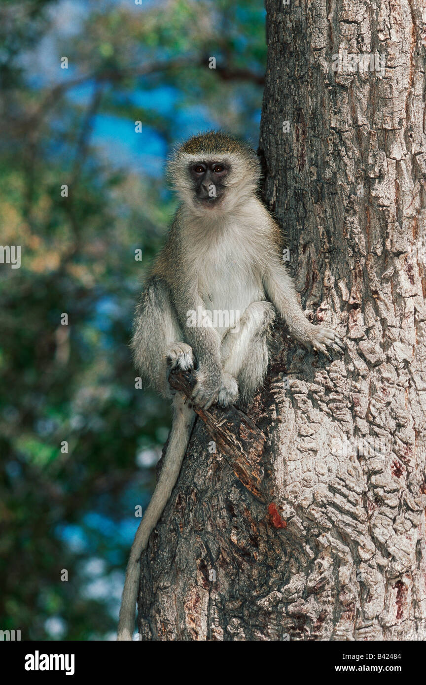 Vervet monkey Cercopithecus aethiops Stock Photo - Alamy