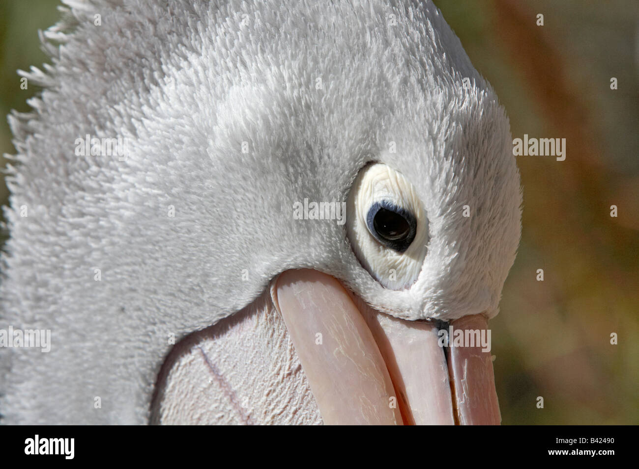 Pelican eye hi-res stock photography and images - Alamy