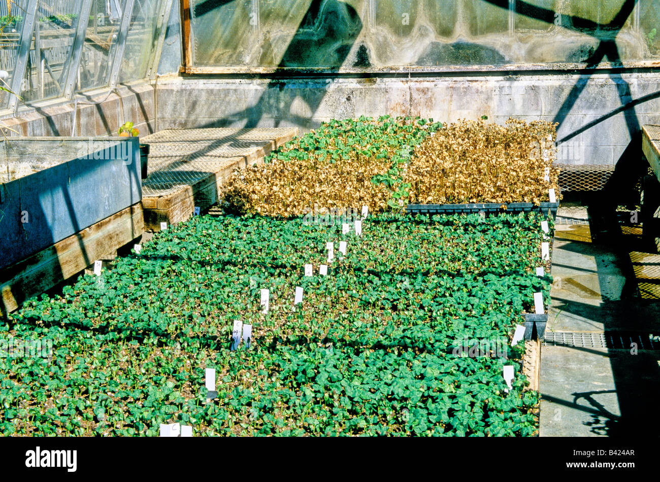 Transgenic cotton plants growing in greenhouse Stock Photo - Alamy