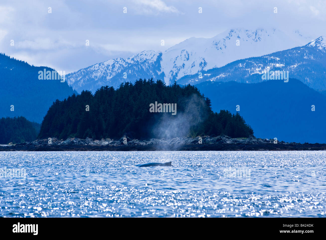 Whale cow hi-res stock photography and images - Alamy