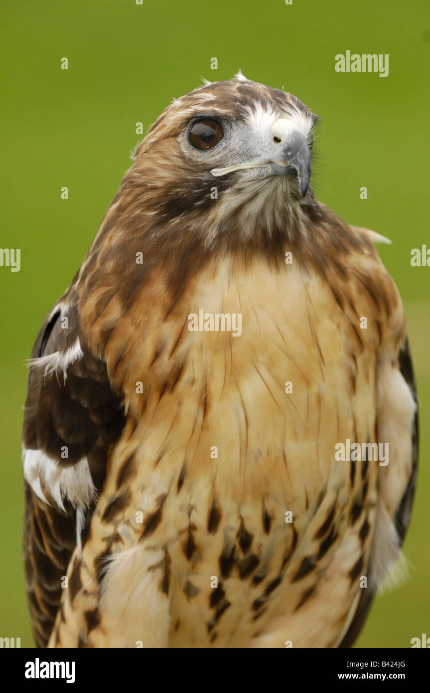 North american hawk hi-res stock photography and images - Alamy