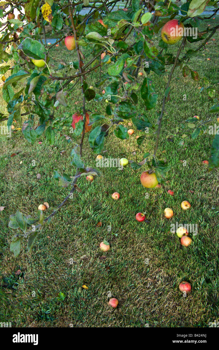 Ripe windfall apples on lawn under a wild unpruned unsprayed apple tree ...