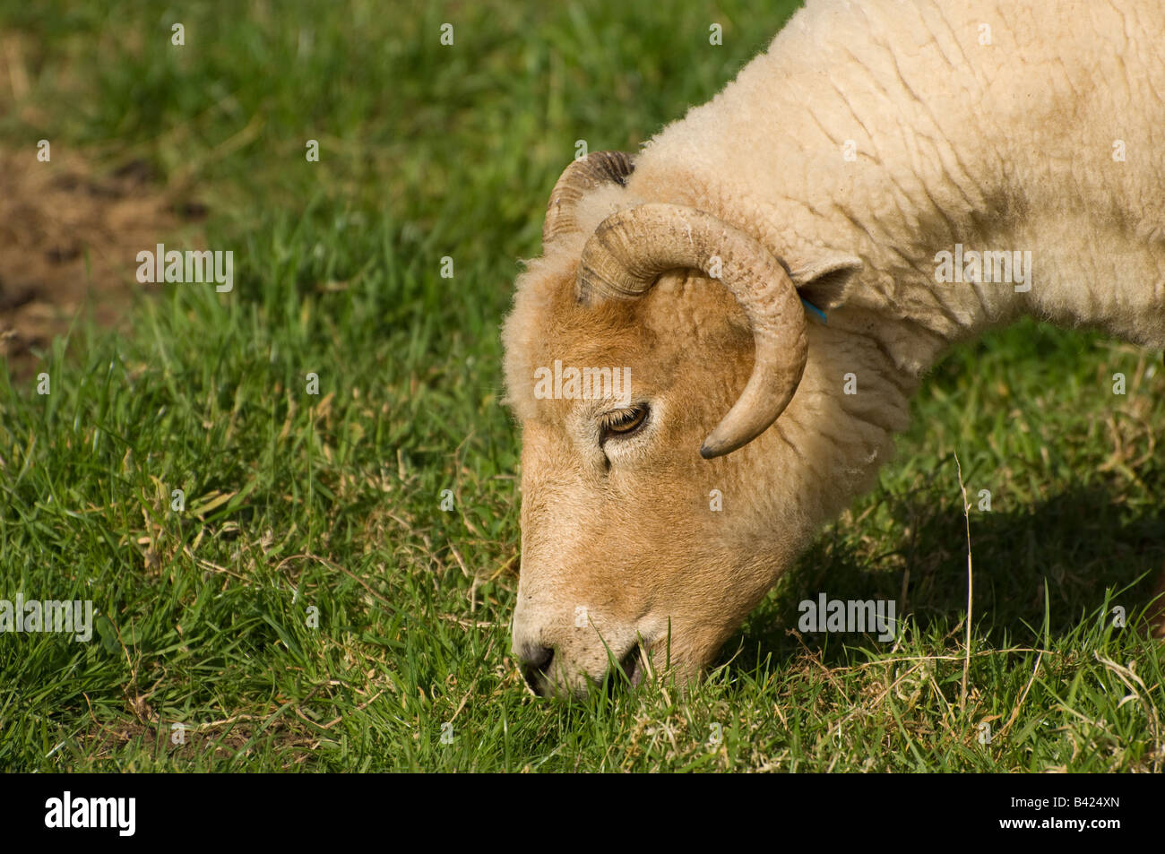 Ruminating sheep hi-res stock photography and images - Alamy