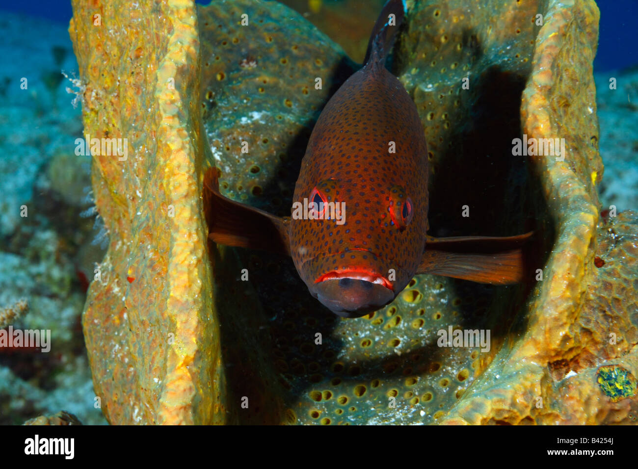 Coney fish caribbean hi-res stock photography and images - Alamy
