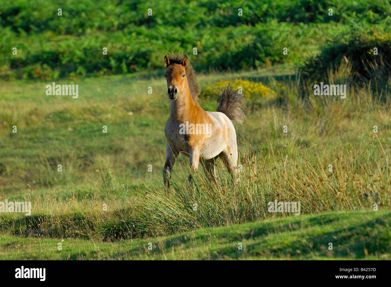 Single light brown Dartmoor Pony standing proudly upright looking alert ...