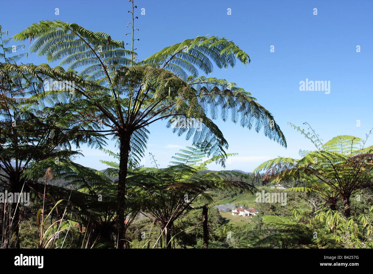 Big Fern tree at Cameron Highland in Malaysia Stock Photo - Alamy