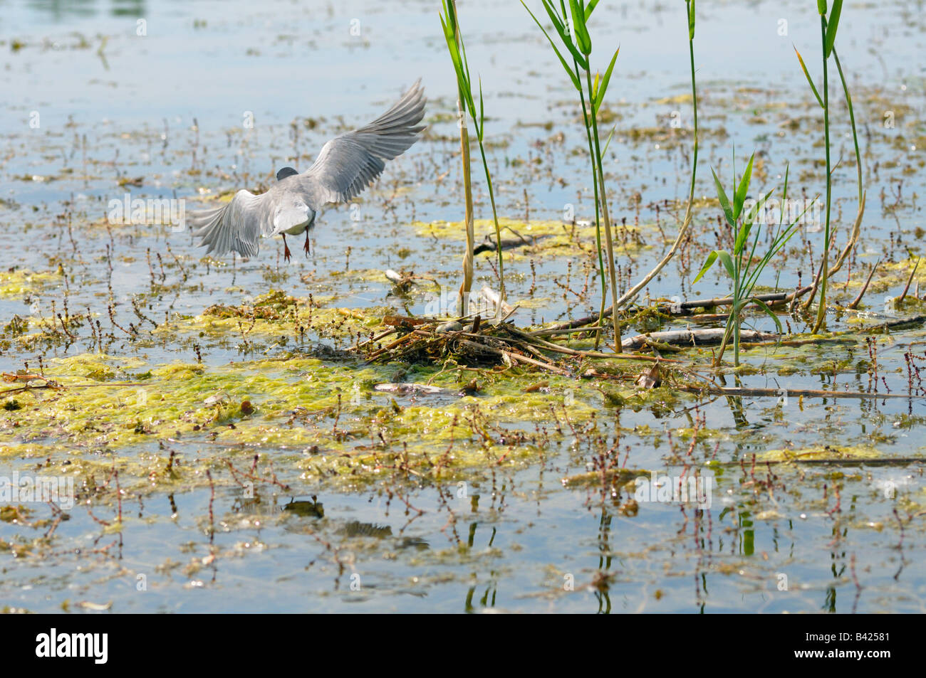 Tern over river hi-res stock photography and images - Alamy