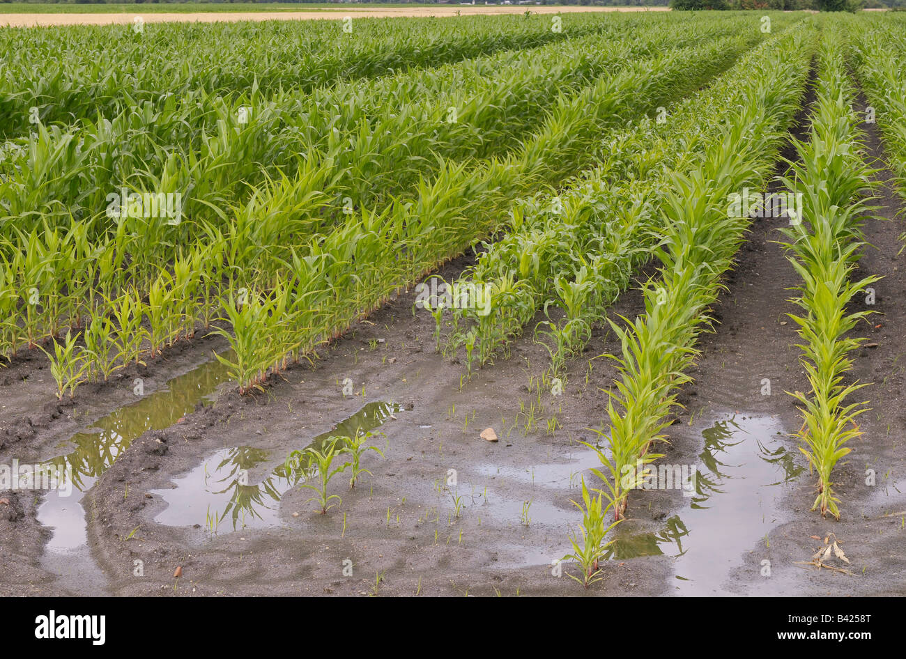 Hybrid maize hi-res stock photography and images - Alamy
