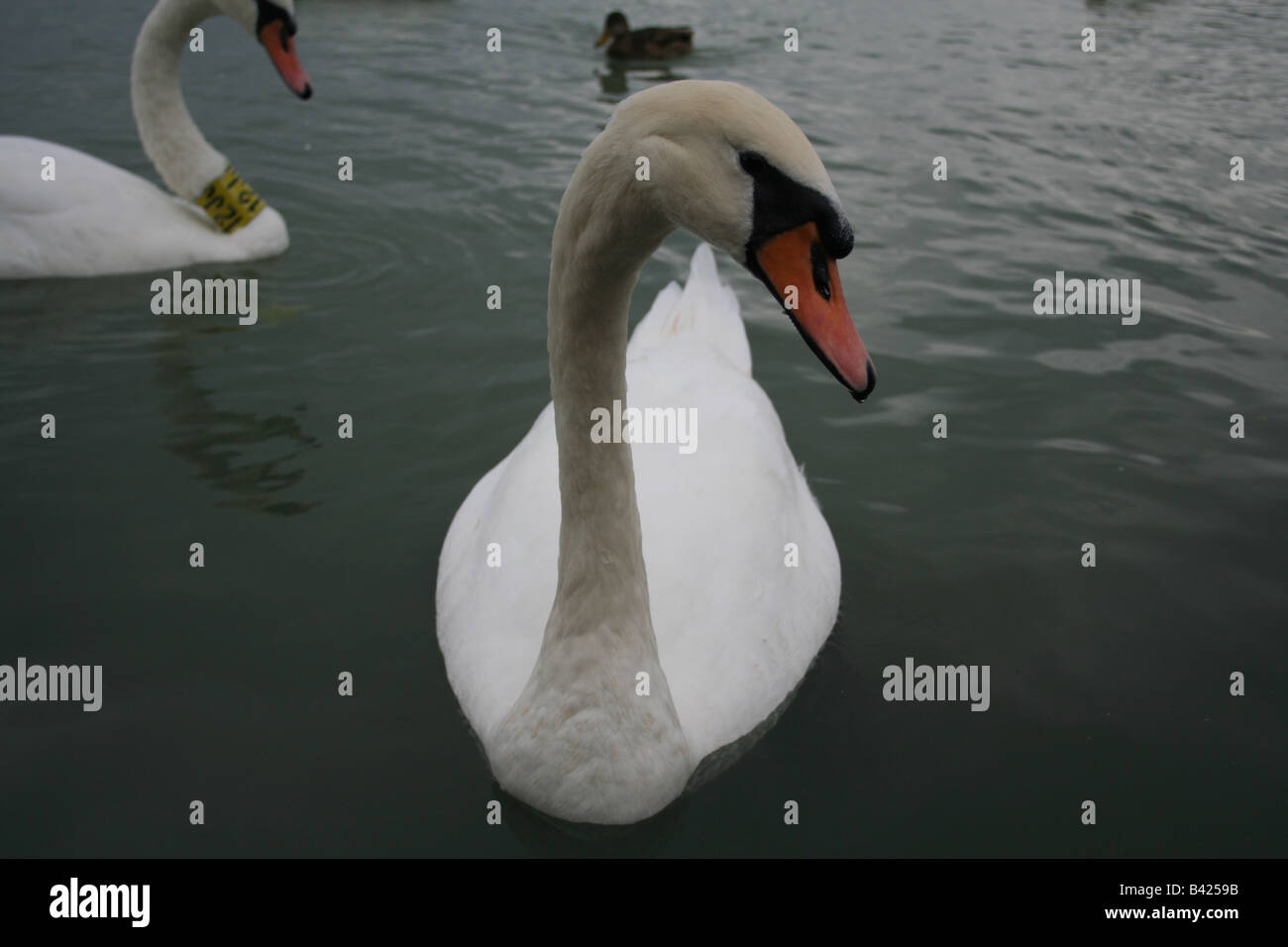 Swans pristine feathers hi-res stock photography and images - Alamy