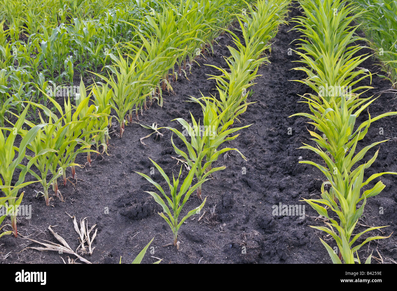 A field of young maize hybrid Stock Photo - Alamy