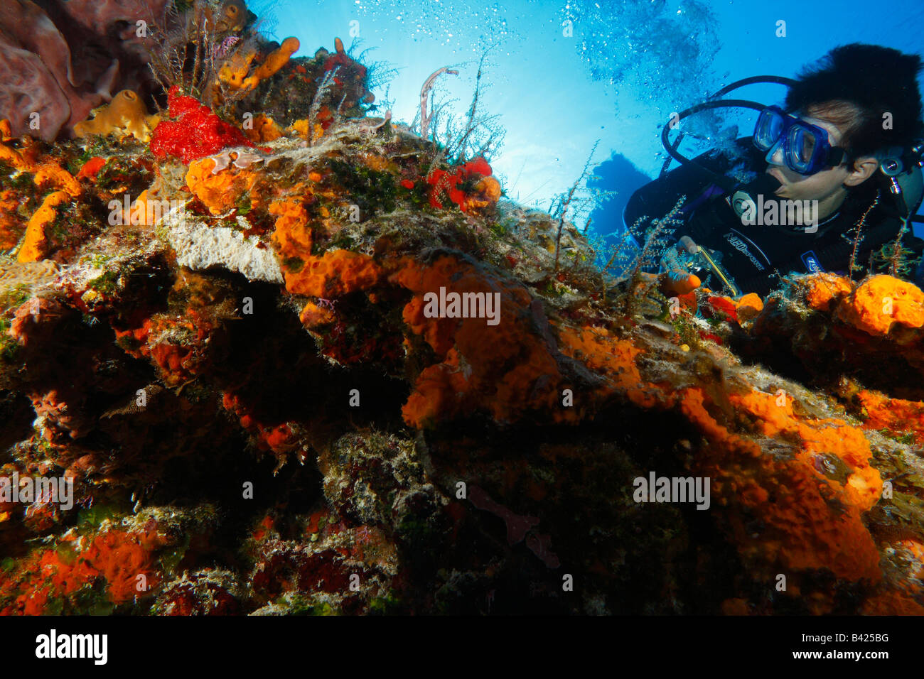 Female diver exploring coral reef formation encrusted with colorful ...