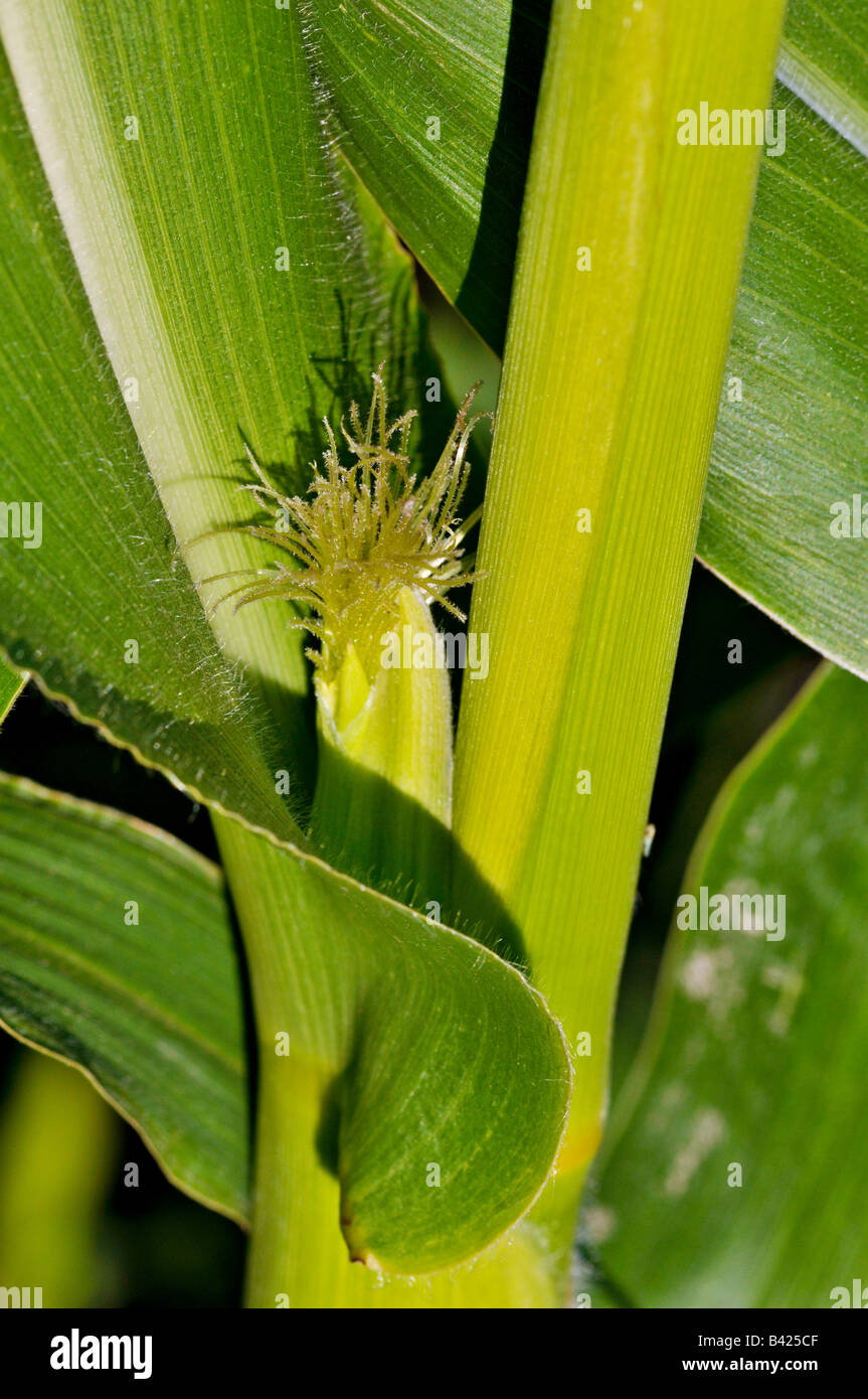 Female maize flower hi-res stock photography and images - Alamy