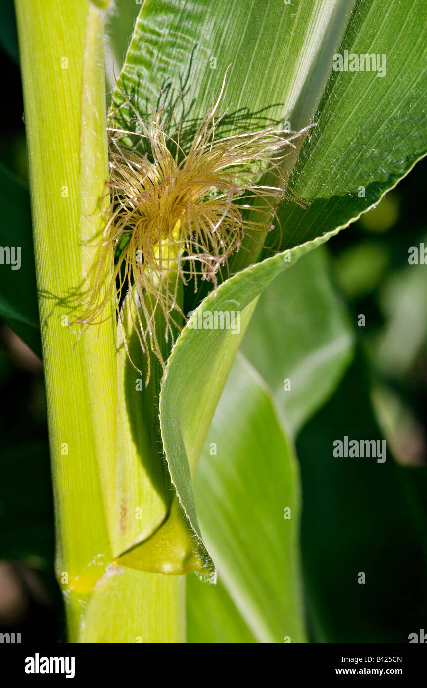 Maize showing ears and silk Stock Photo - Alamy