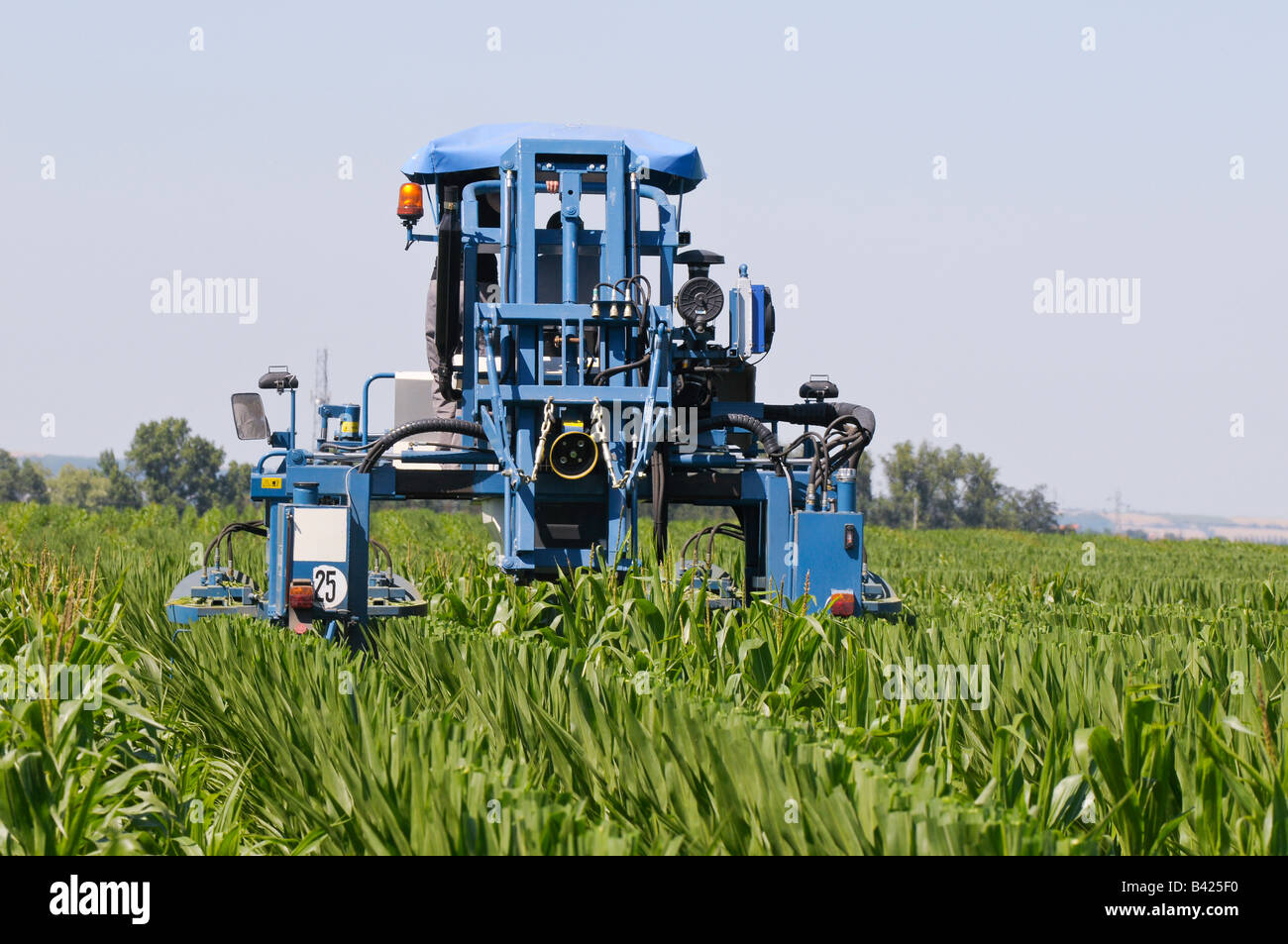 A corn topper in action (emasculation for the production of seed of ...