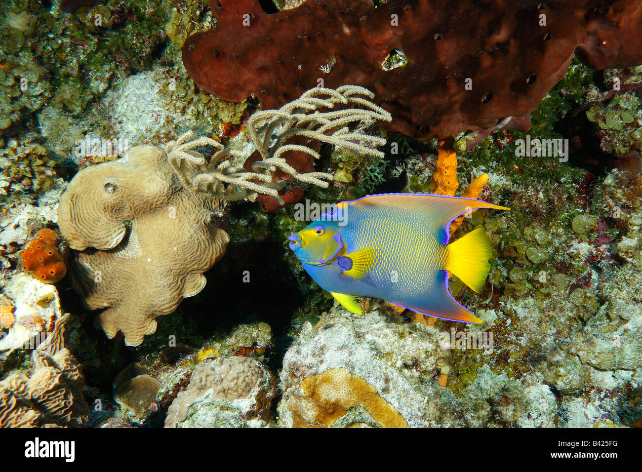 Rainbow colored Queen Angelfish swimming in the current on the coral ...