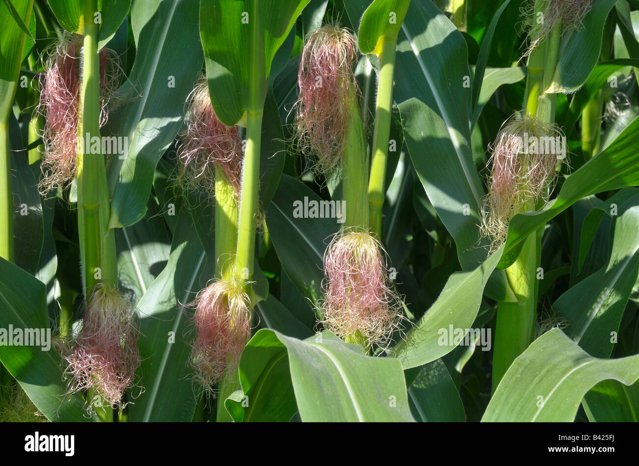 Maize showing ears and silk Stock Photo - Alamy