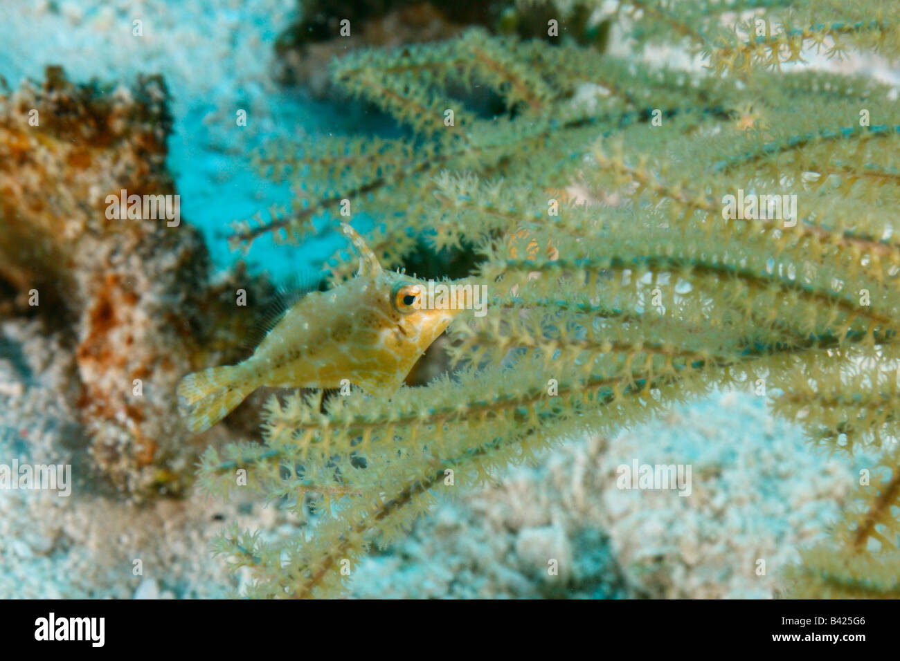 A tiny slender filefish hiding between branches, camouflaged to match ...