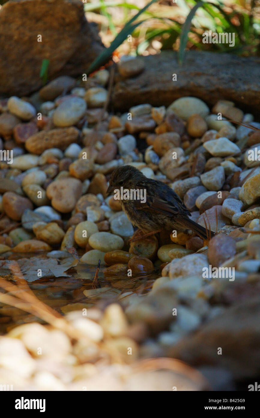 House wren at an in ground bird bath sitting on rocks Stock Photo - Alamy