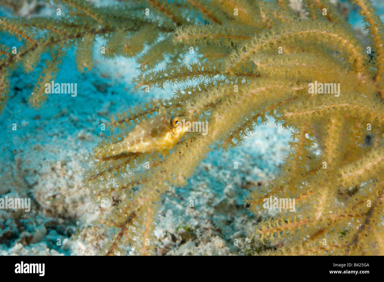 A tiny slender filefish hiding between branches, camouflaged to match ...