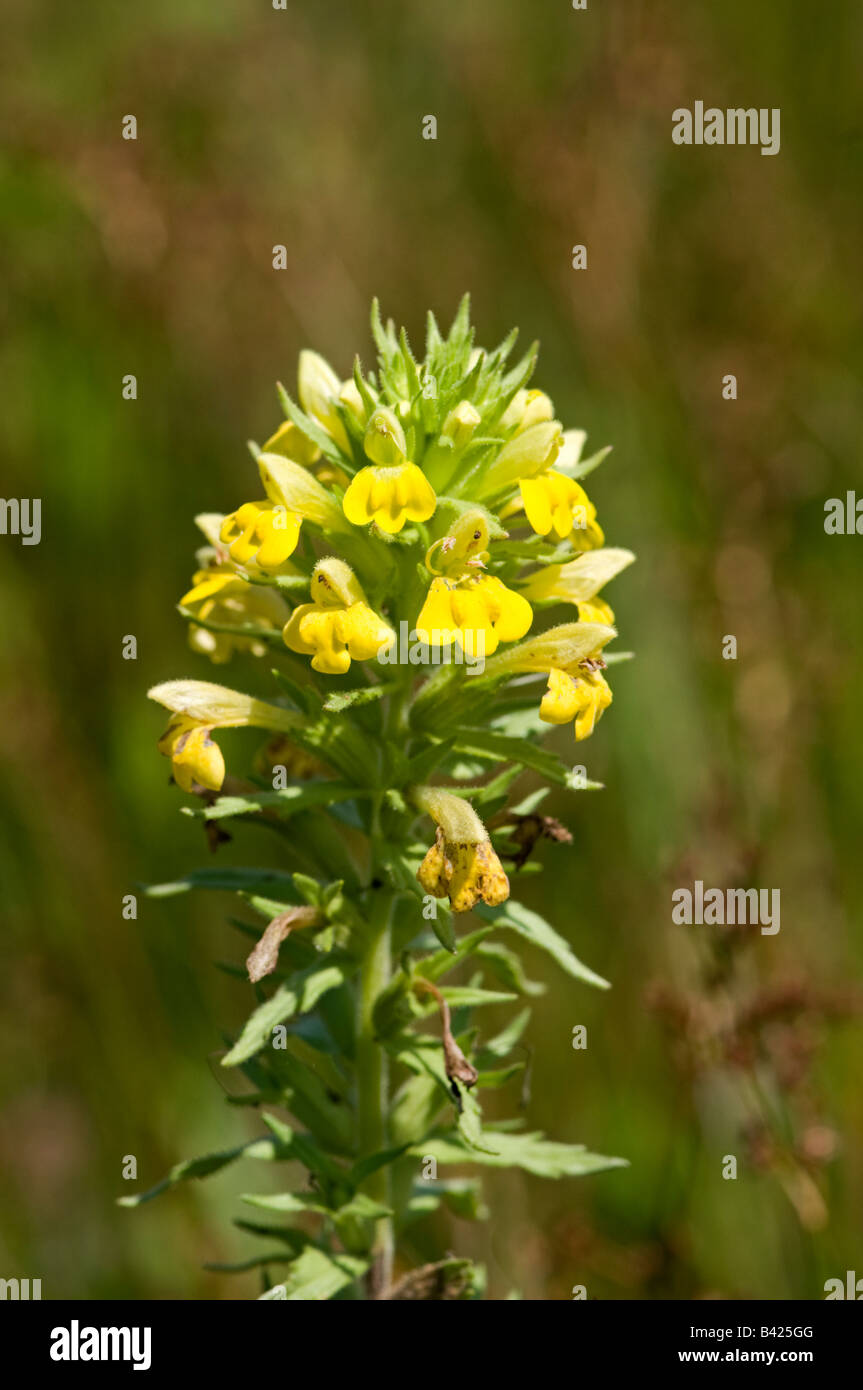 Yellow bartsia hi-res stock photography and images - Alamy