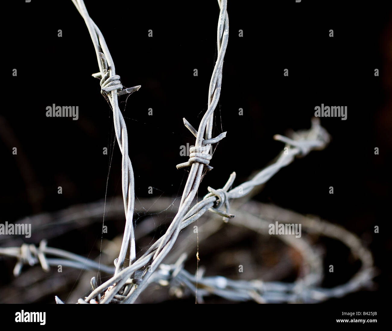 Barb 4 hi-res stock photography and images - Alamy