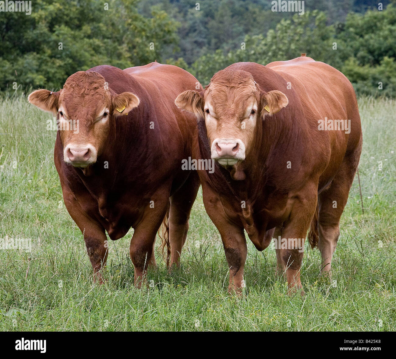 British limousin cattle hi-res stock photography and images - Alamy