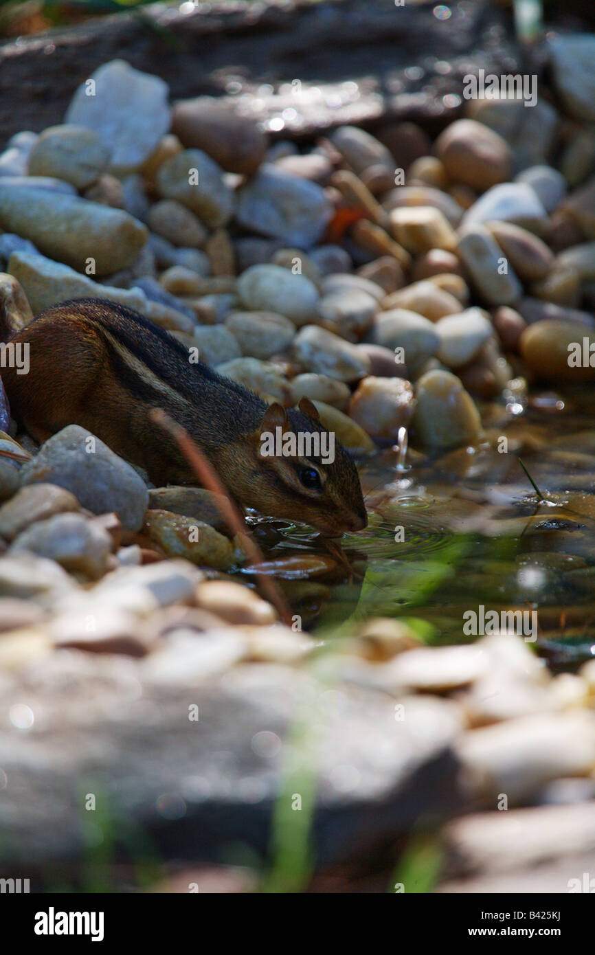 A chipmunk drinking from a pond Stock Photo - Alamy
