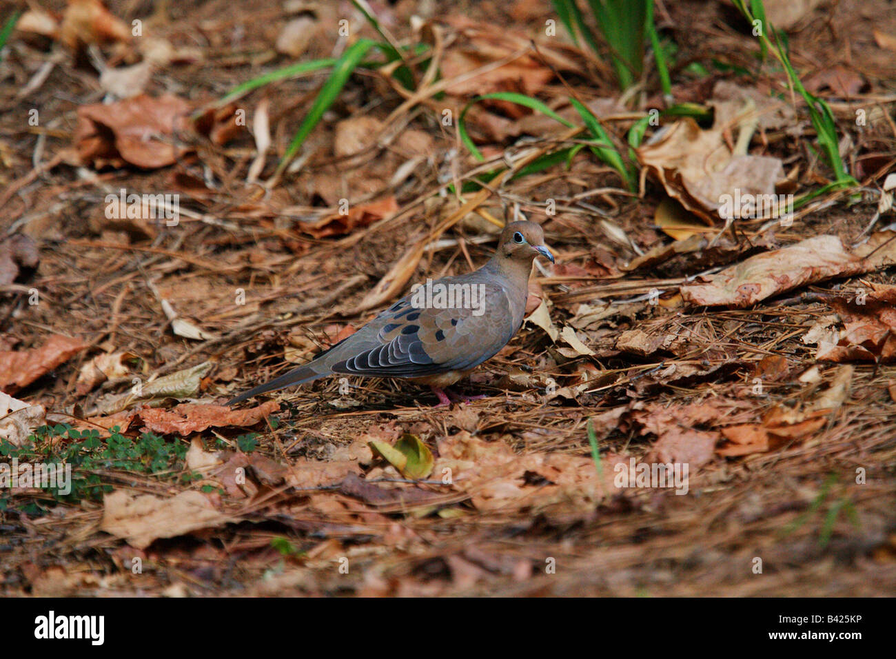 Mourning dove behavior hi-res stock photography and images - Alamy