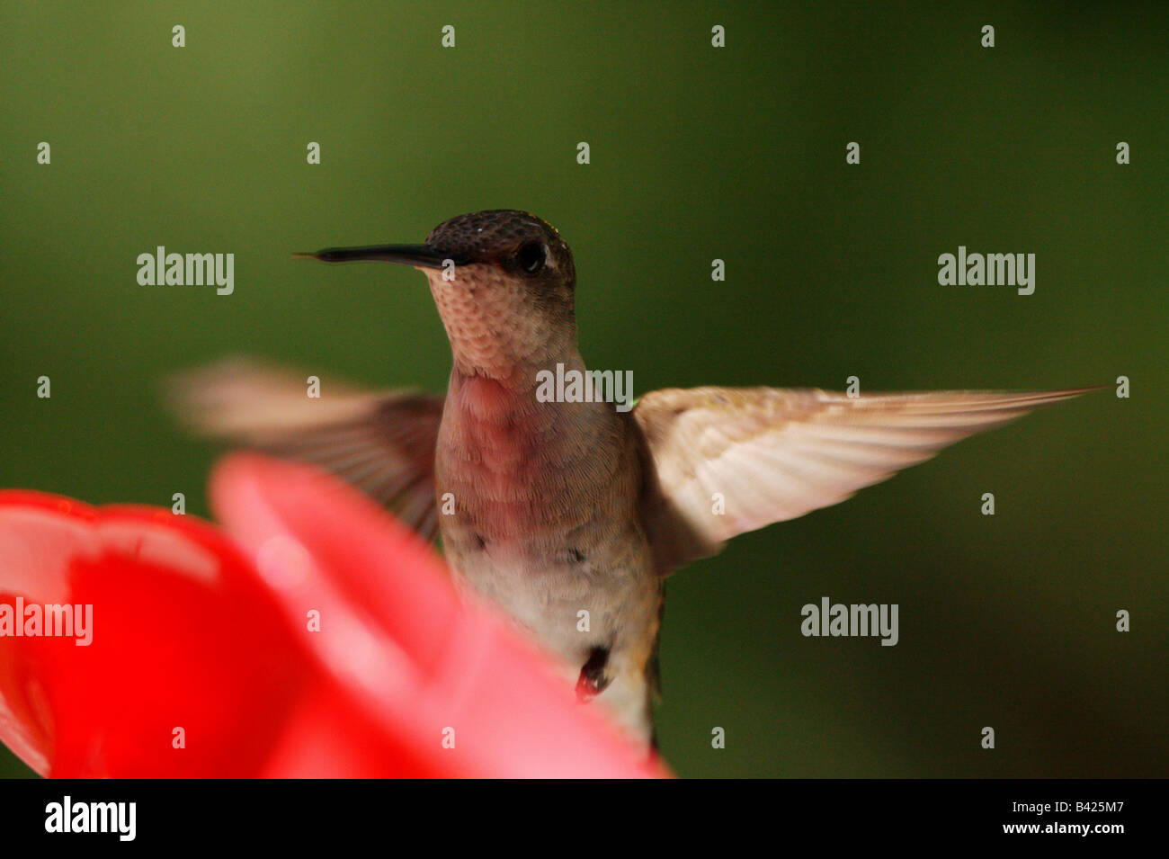 close up female ruby throated hummingbird at feeder front view wings ...