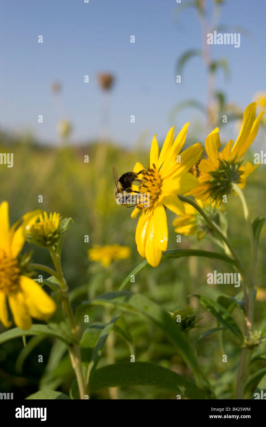 Bumblebee and Yellow Sawtooth Sunflowers growing in natural prairie at ...