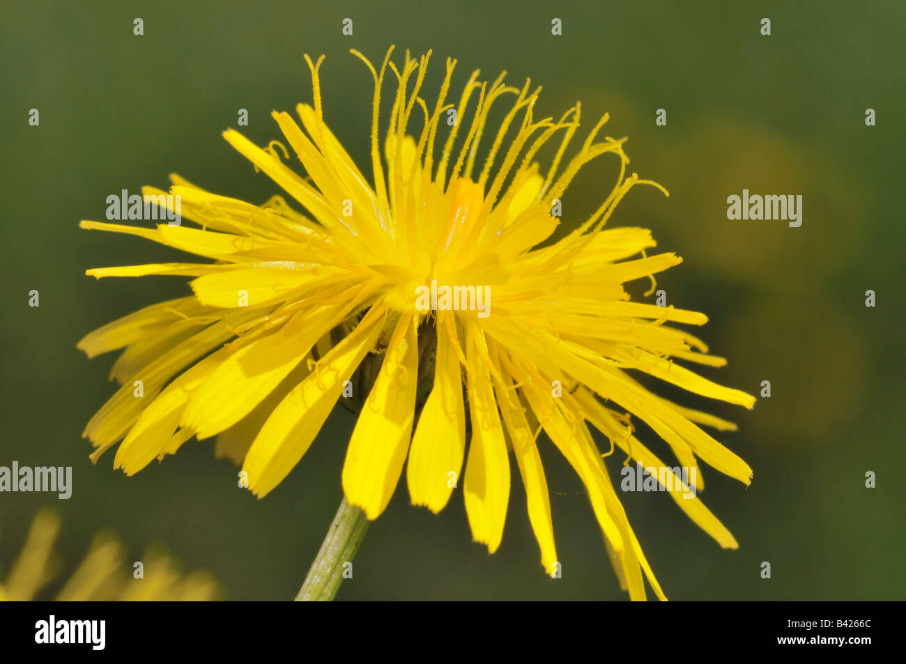 Hawksbeard uk hi-res stock photography and images - Alamy