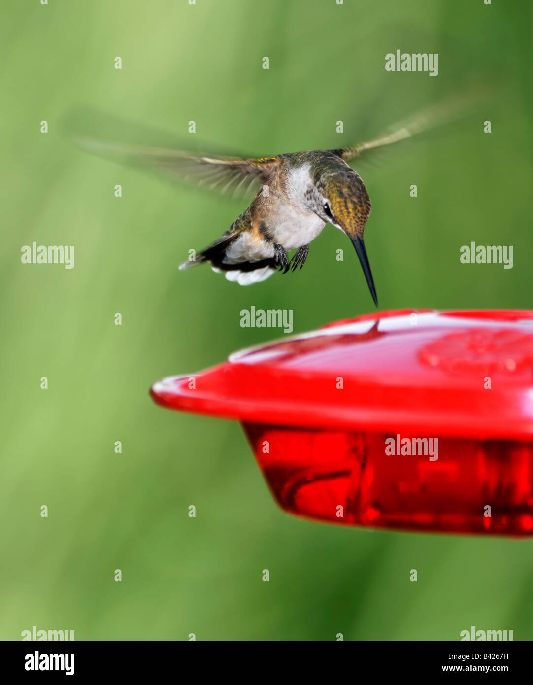 A female Ruby throated Hummingbird, Archilochus colubris, sips nectar ...