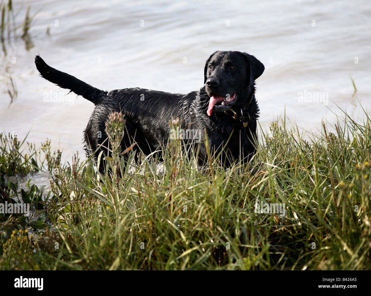 Black labrador swimming hi-res stock photography and images - Alamy
