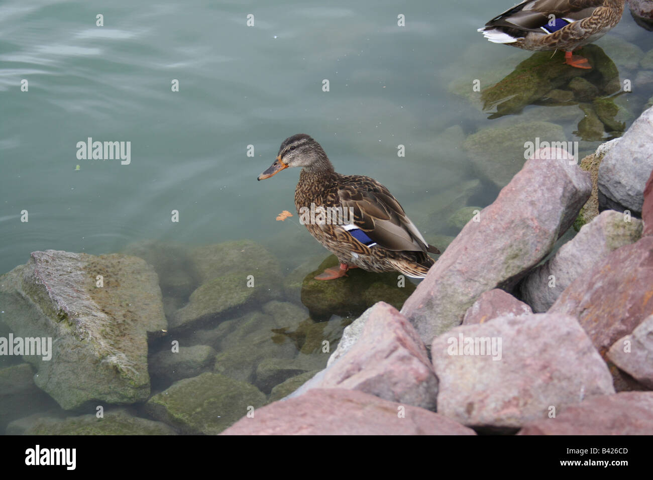 Duck on the rock Stock Photo - Alamy