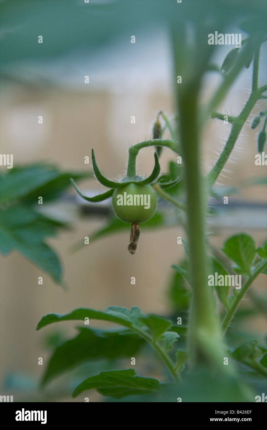 plant vegetable fruit green tomato food stem leaves leaf greenhouse ...