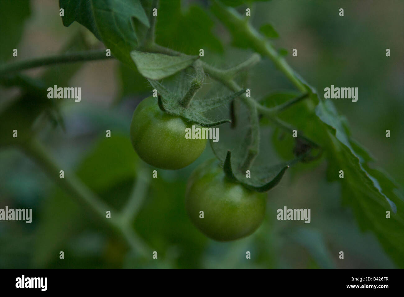 plant vegetable fruit green tomato food stem leaves leaf greenhouse ...