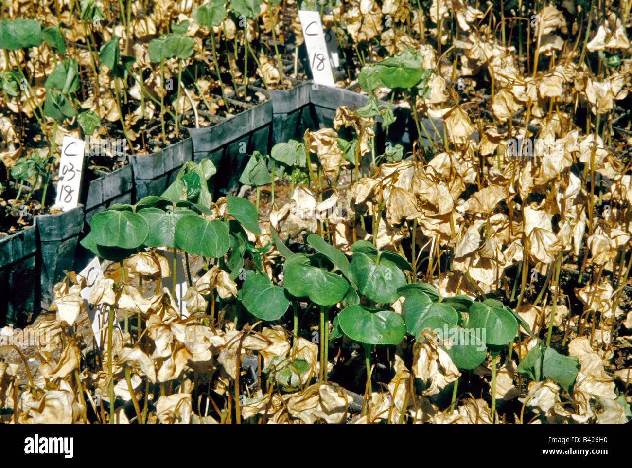 Transgenic cotton hi-res stock photography and images - Alamy