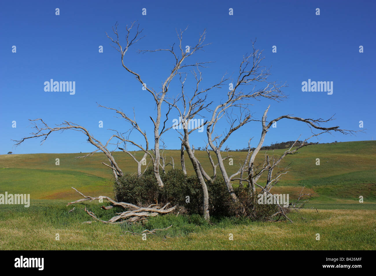 Dying trees hi-res stock photography and images - Alamy
