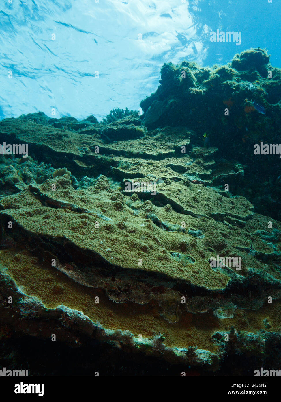 Giant coral reef slopes ascending from the depth to the water surface ...