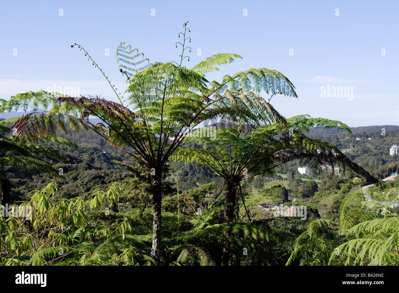 Flora cameron hi-res stock photography and images - Alamy