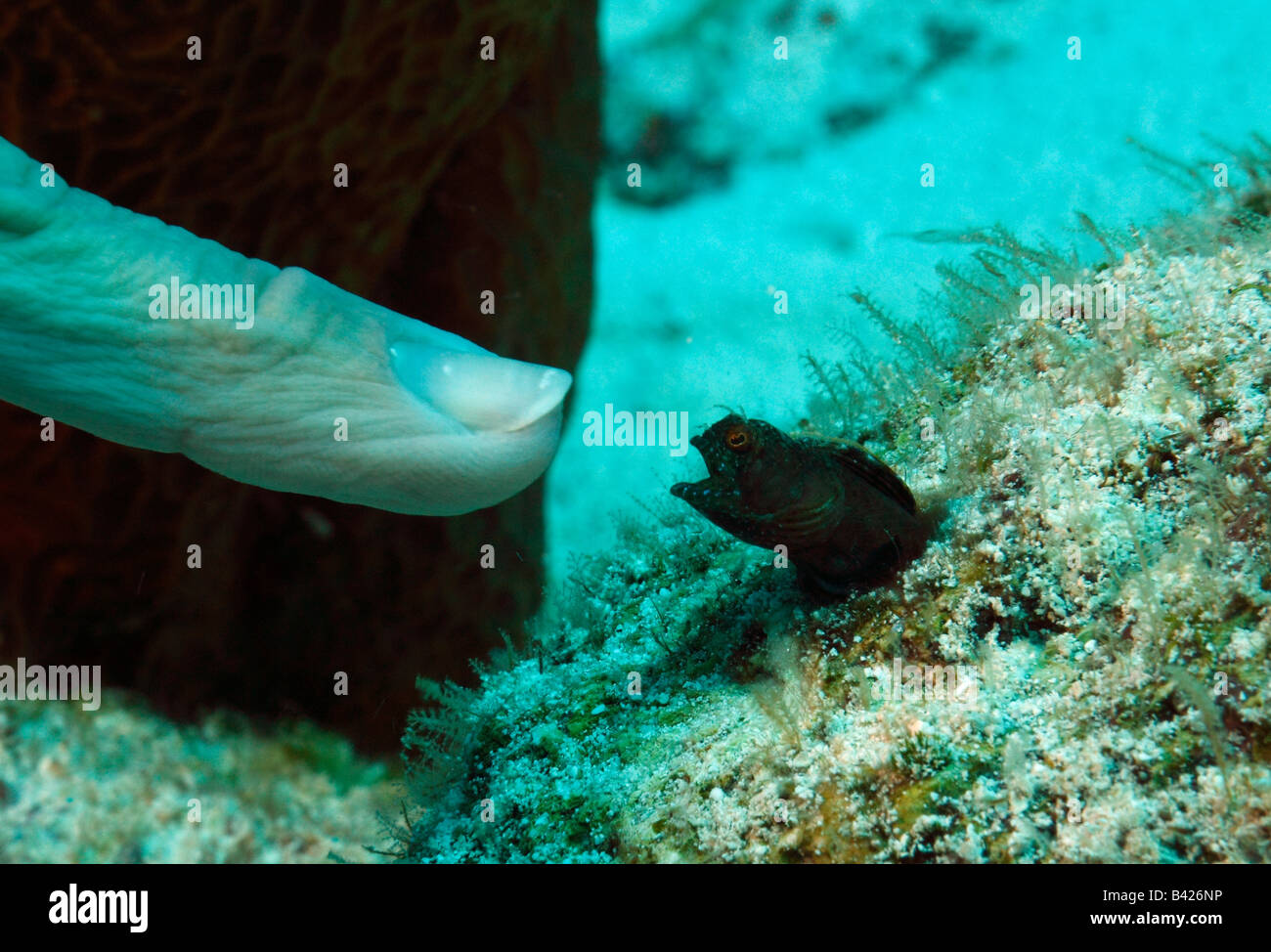 Male Sailfin blenny protecting his territory out of his burrow and ...