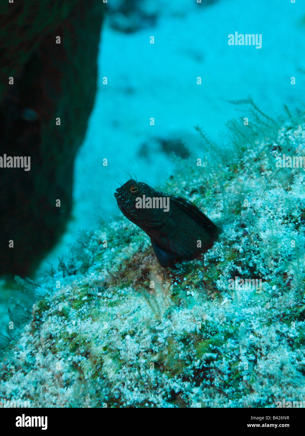 Protruding head of Male Sailfin blenny peeking out of his burrow ...